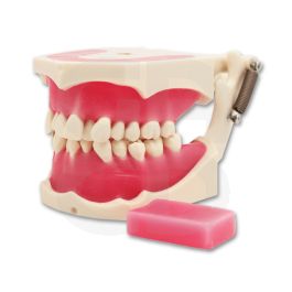 Simulateur Orthodontique Avec Encombrement Du Groupe Antérieur - LARIDENT